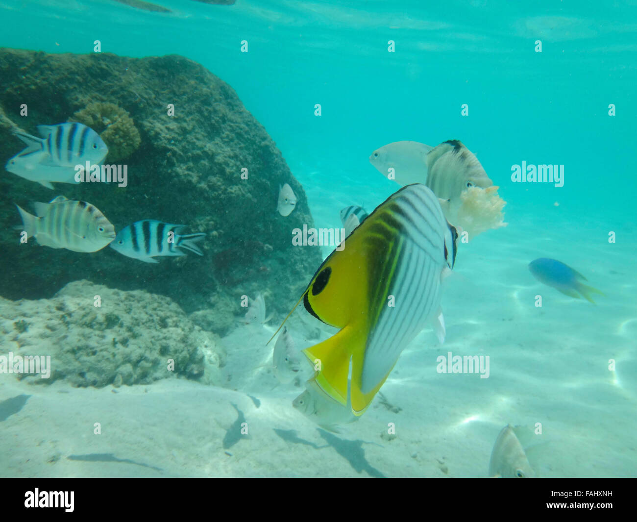 Curious friendly angelfish of Bora Bora, French Polynesia Stock Photo ...