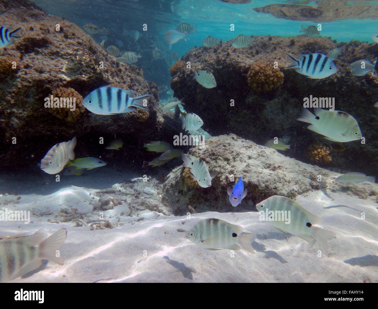 Matira beach bora bora tahiti hi-res stock photography and images - Alamy