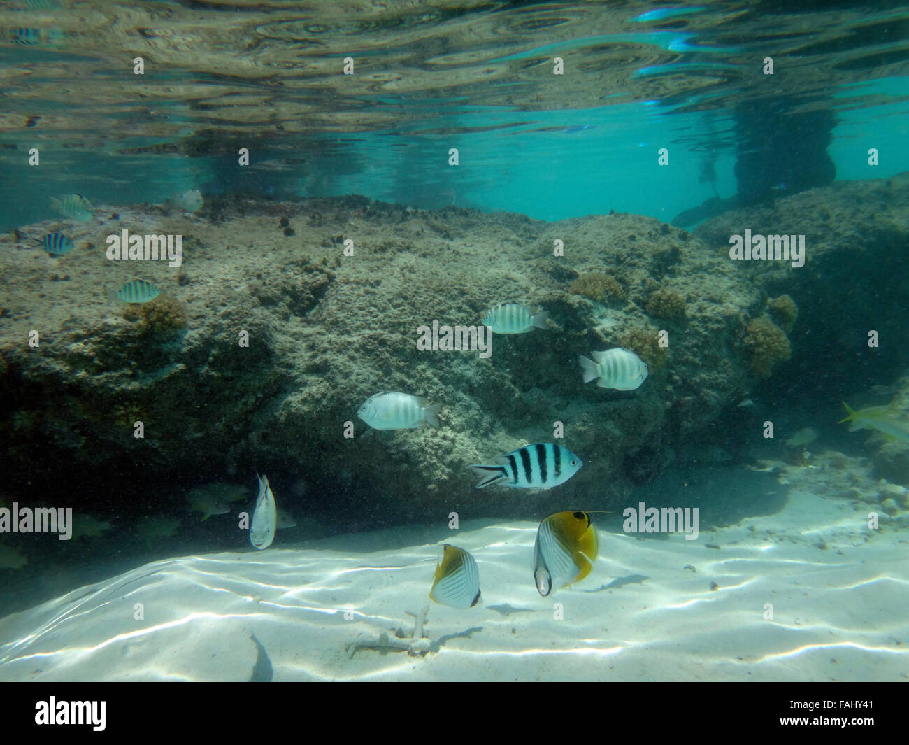Fish and sea life around the rocks at Matira beach, Bora Bora Stock ...