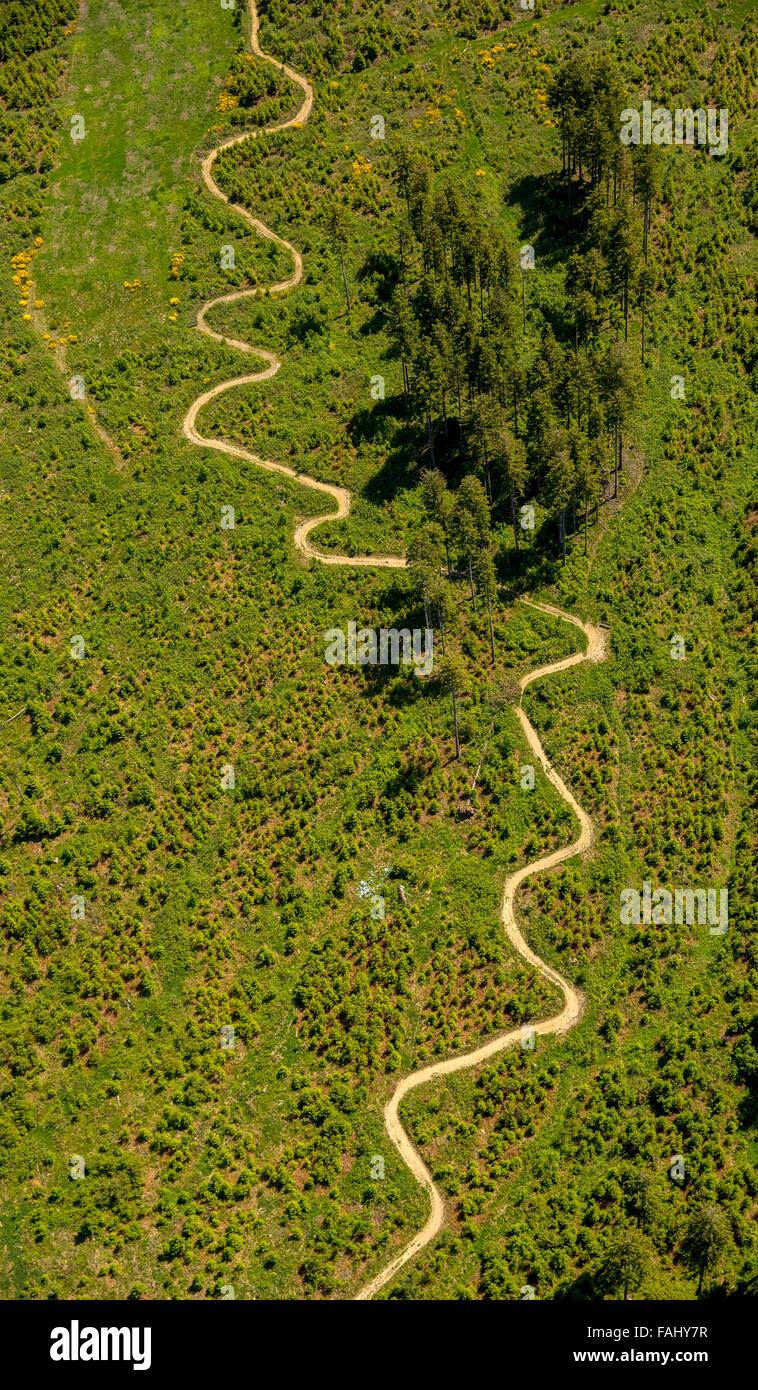 Aerial view, tortuous path, meadow, conifers, pines, looped mountain ...