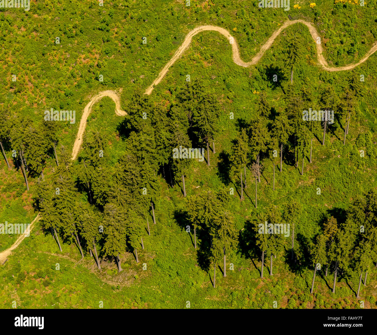 Aerial view, tortuous path, meadow, conifers, pines, looped mountain ...