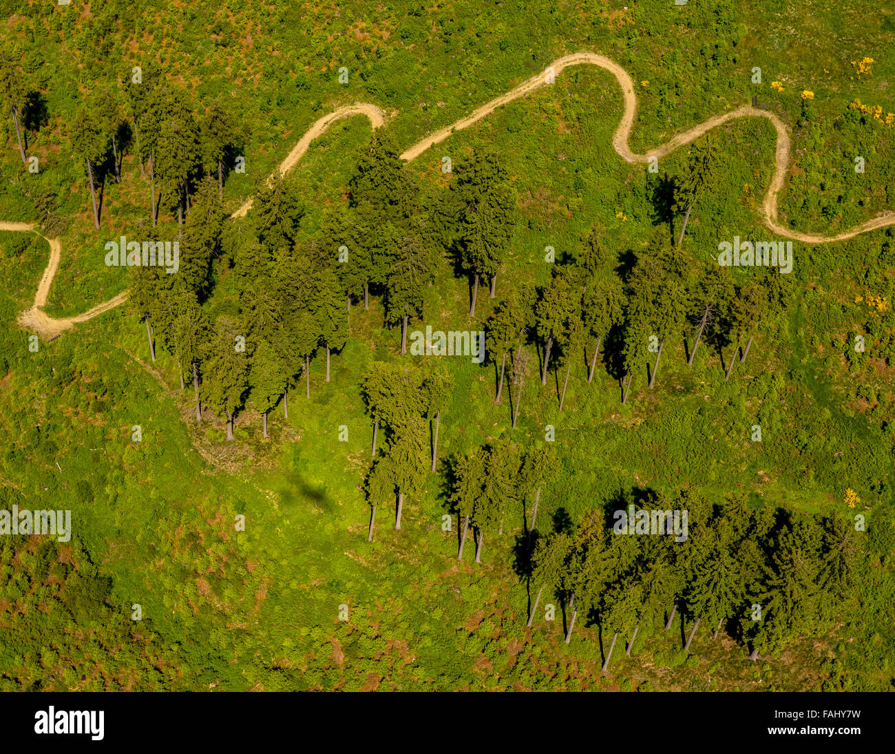 Aerial view, tortuous path, meadow, conifers, pines, looped mountain ...
