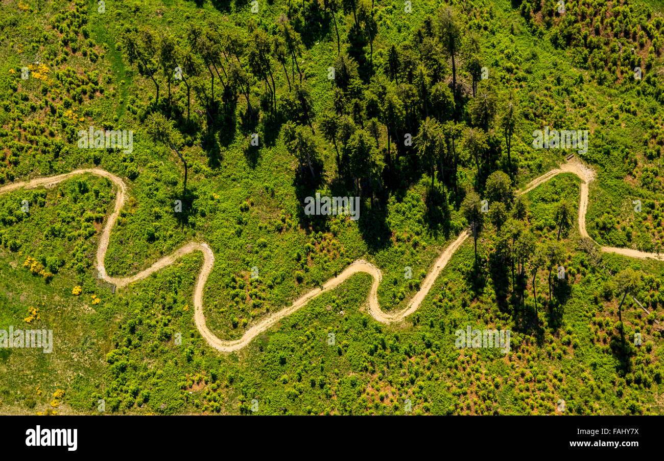 Aerial view, tortuous path, meadow, conifers, pines, looped mountain ...