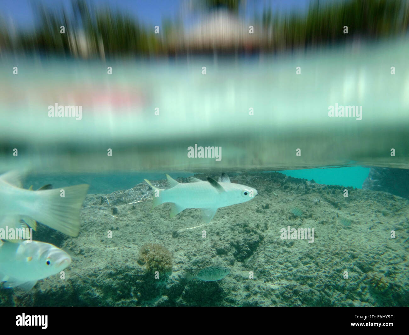Matira beach, above and below the water. Bora Bora, French Polynesia ...