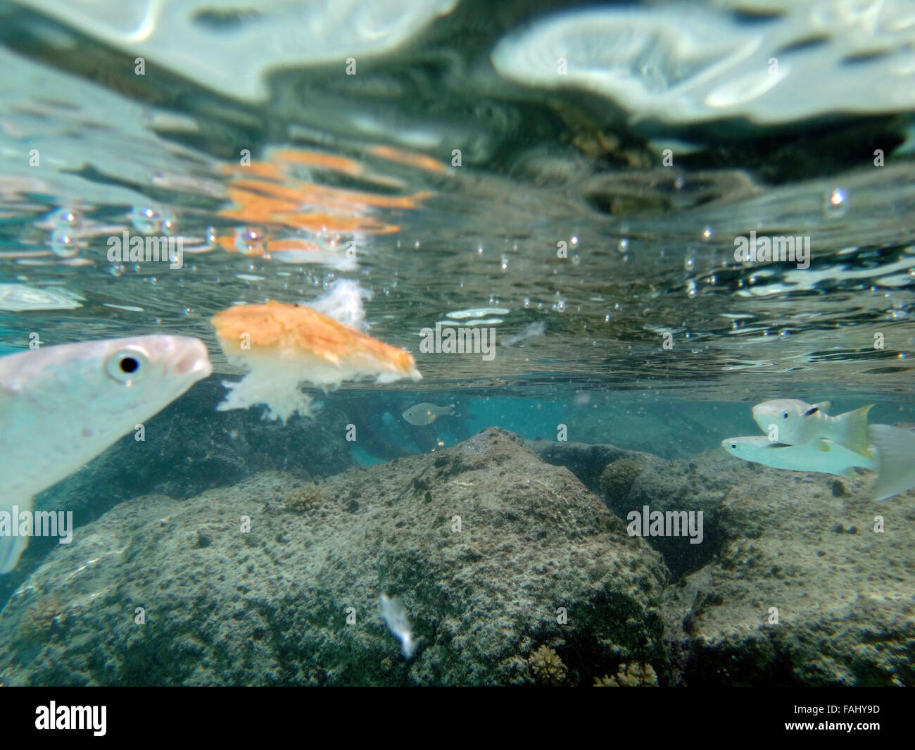 Fish and sea life around the rocks at Matira beach, Bora Bora Stock ...