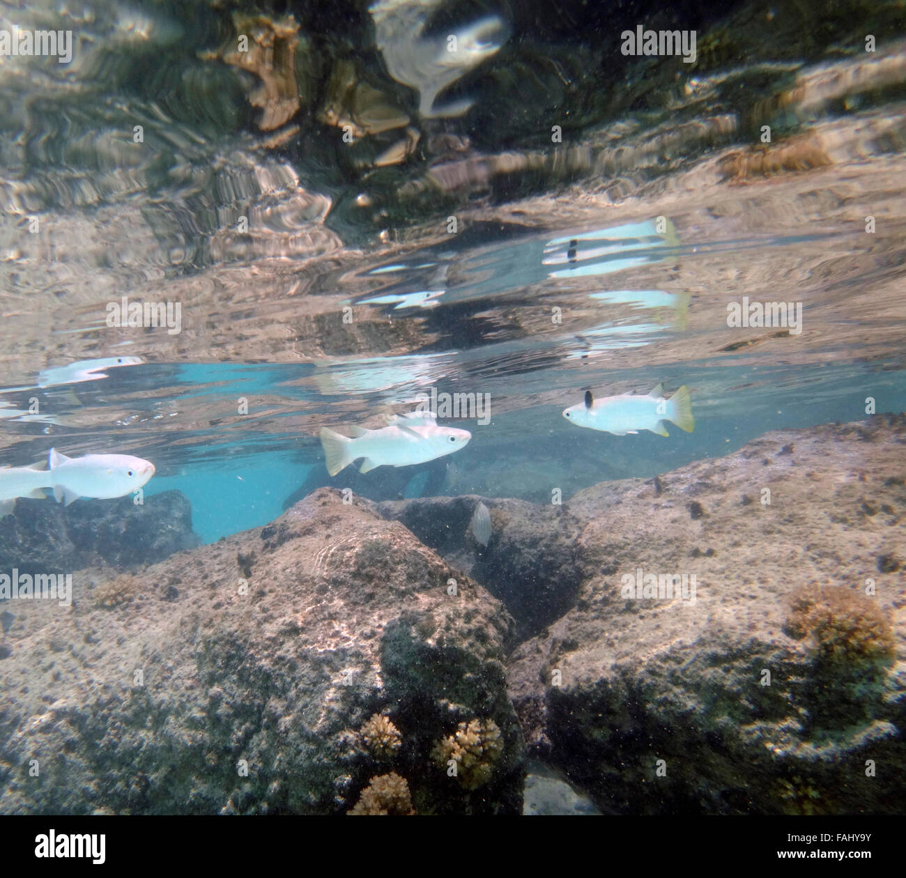 Fish and sea life around the rocks at Matira beach, Bora Bora Stock ...