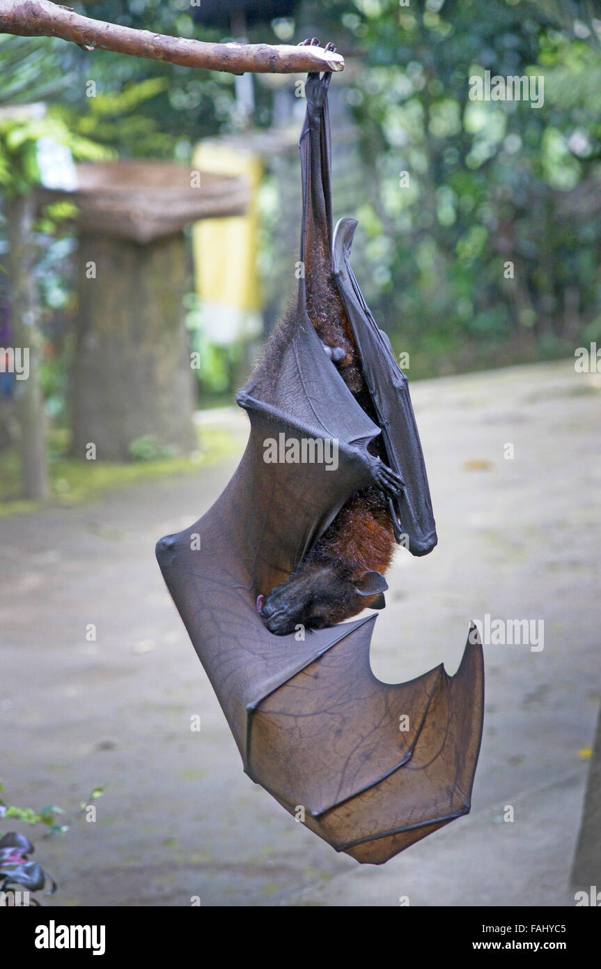 Bat having a wash Stock Photo - Alamy