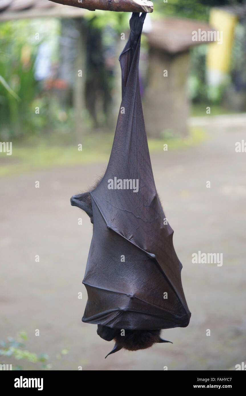 Bat having a nap Stock Photo - Alamy