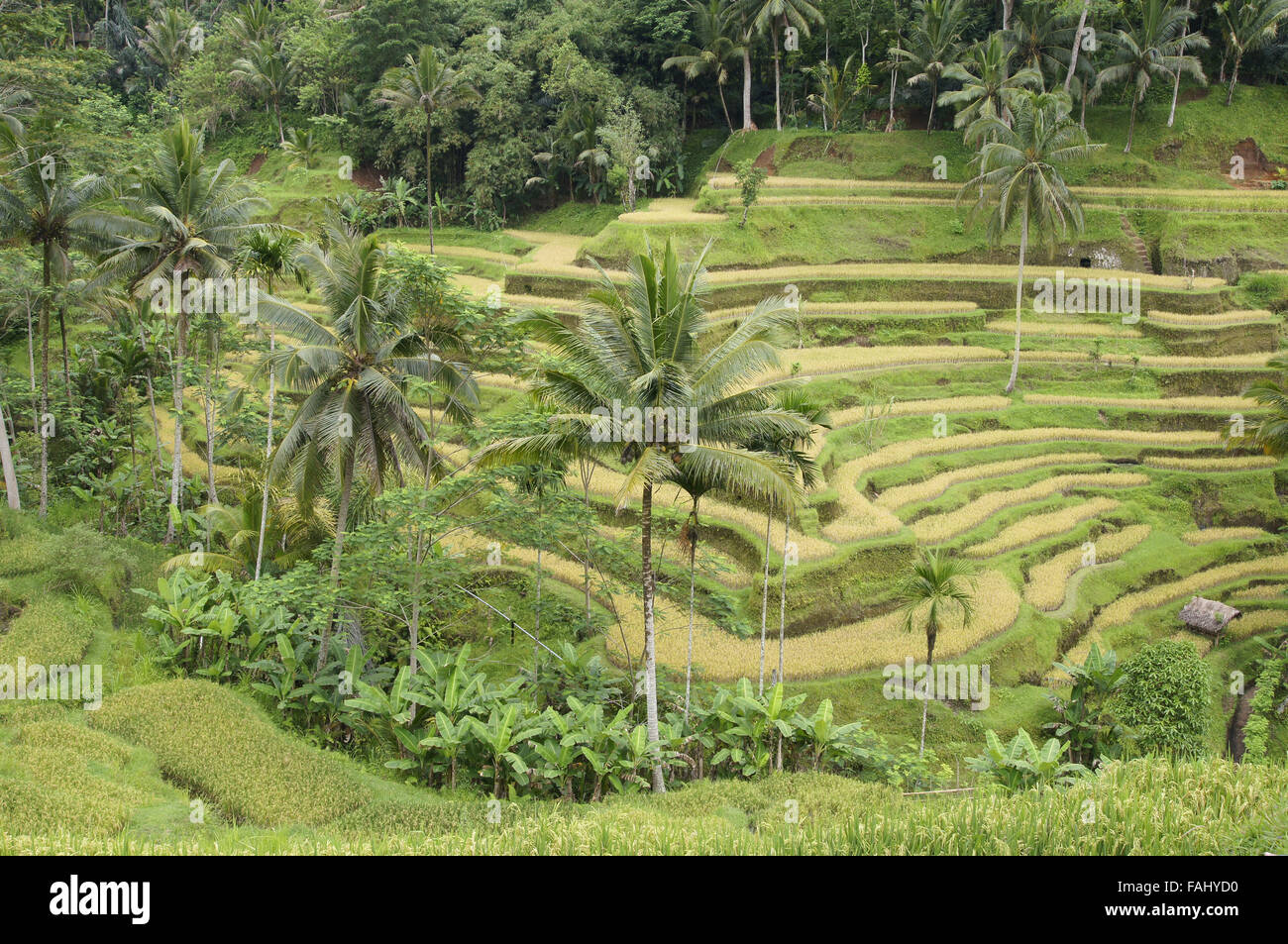 Terraced paddy field hi-res stock photography and images - Alamy