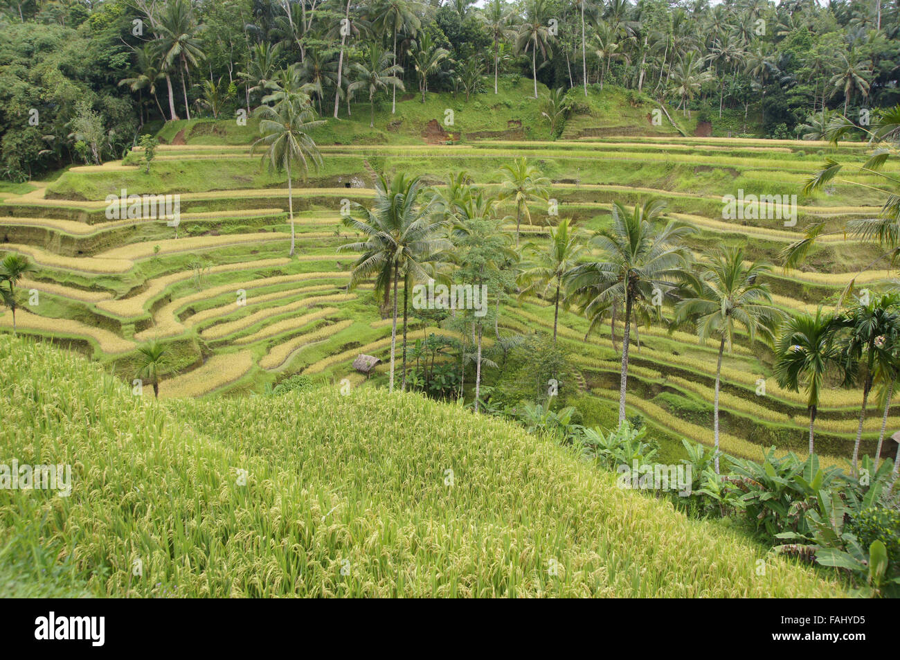 Terraced paddy field hi-res stock photography and images - Alamy