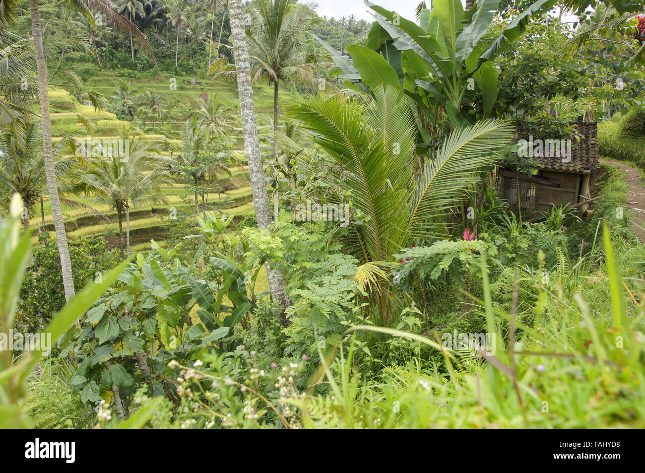 Terraced paddy field Bali Stock Photo - Alamy