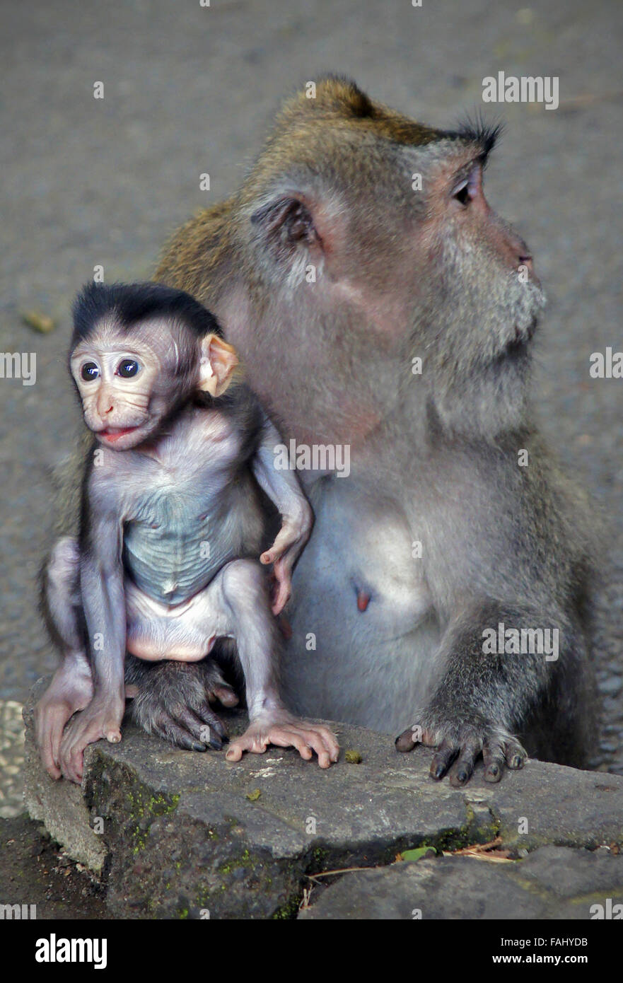 Monkey mum and child Stock Photo - Alamy