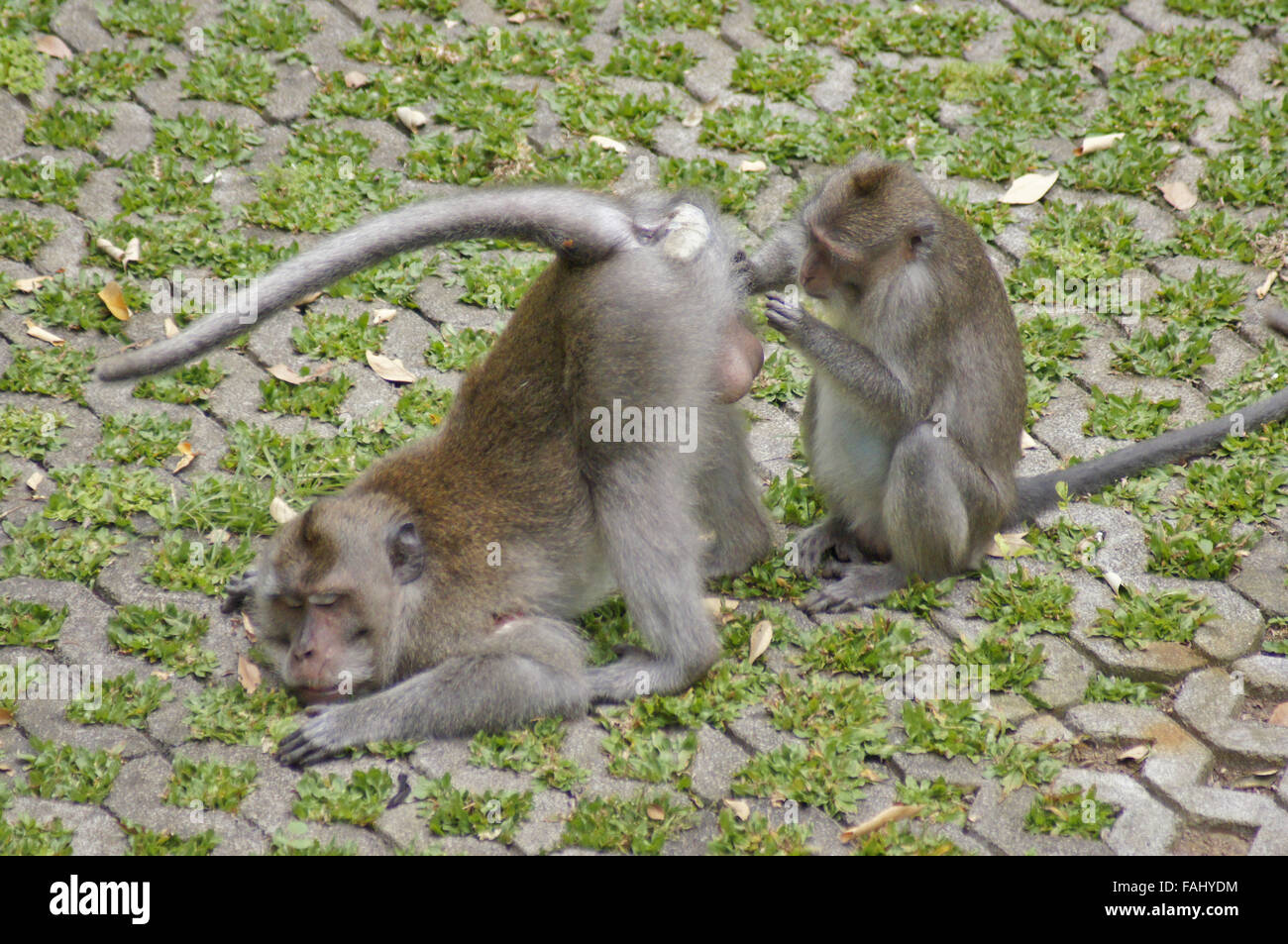 Monkey Bottom High Resolution Stock Photography and Images - Alamy