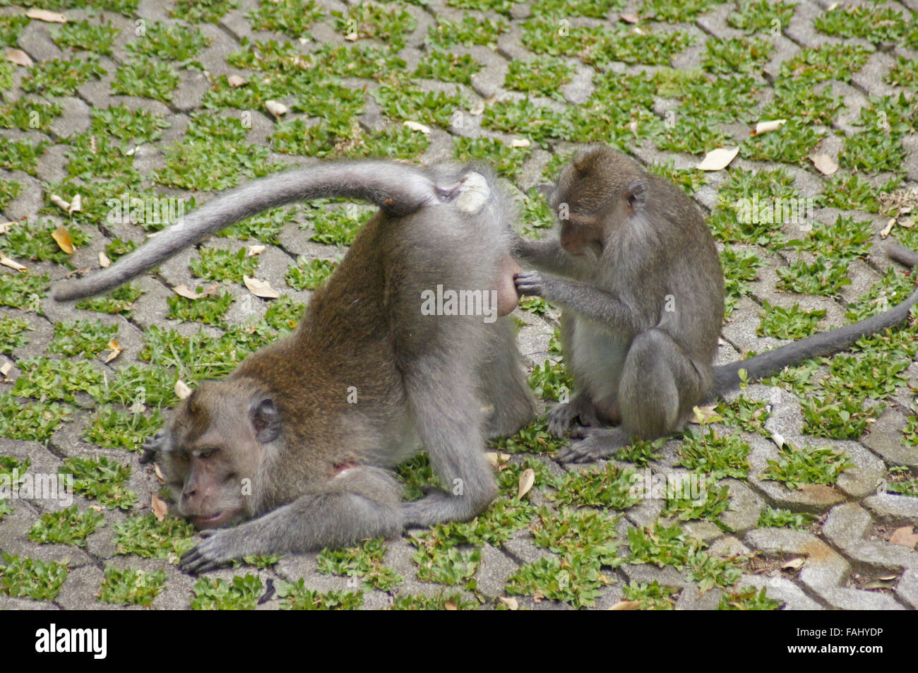 Monkey bottom inspection Stock Photo - Alamy