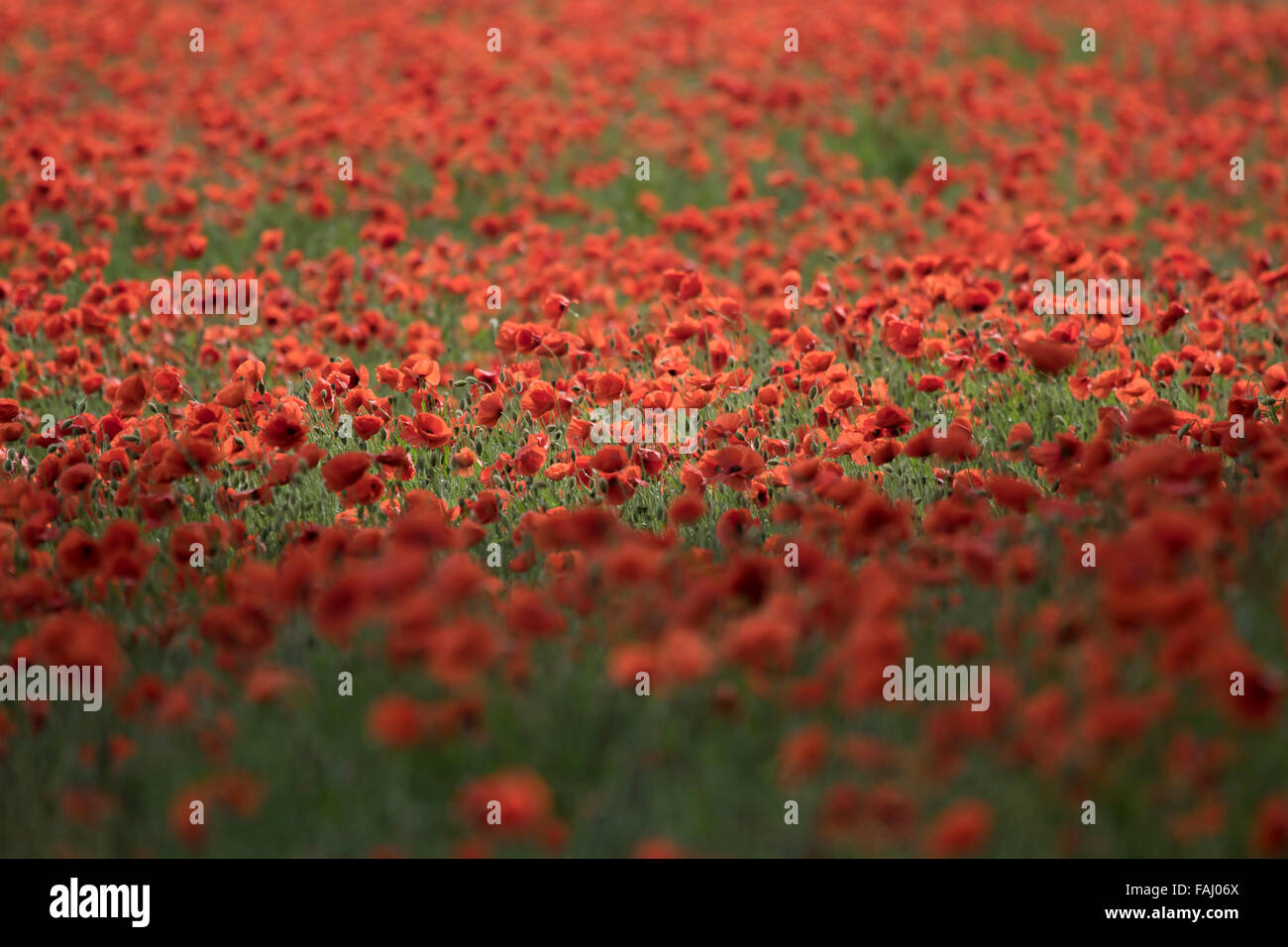 Poppy fields in Norfolk UK Stock Photo - Alamy