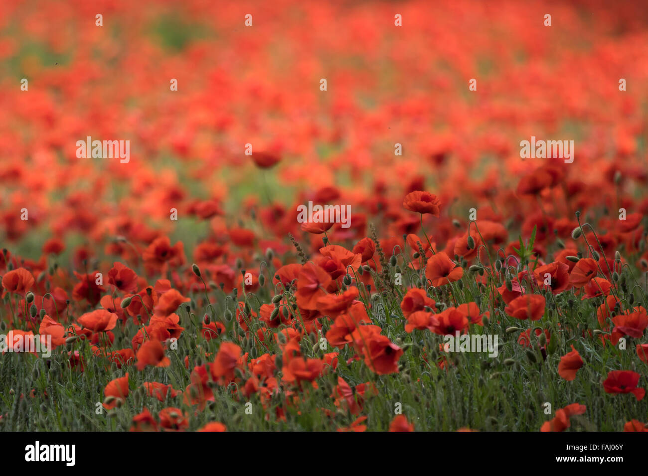 Poppy fields in Norfolk UK Stock Photo - Alamy
