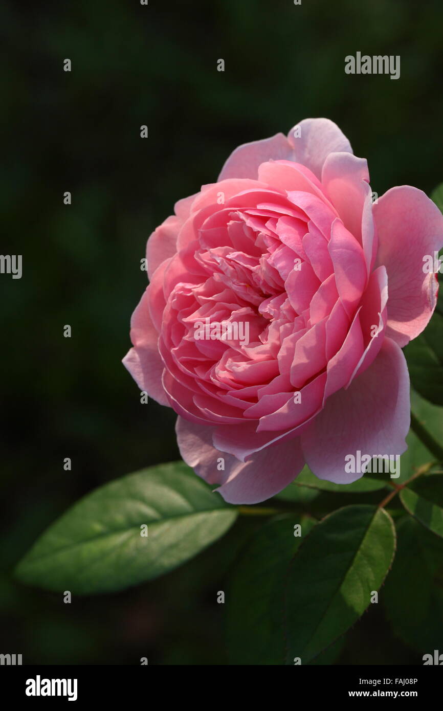 Beautiful Rose flower in the garden Stock Photo - Alamy
