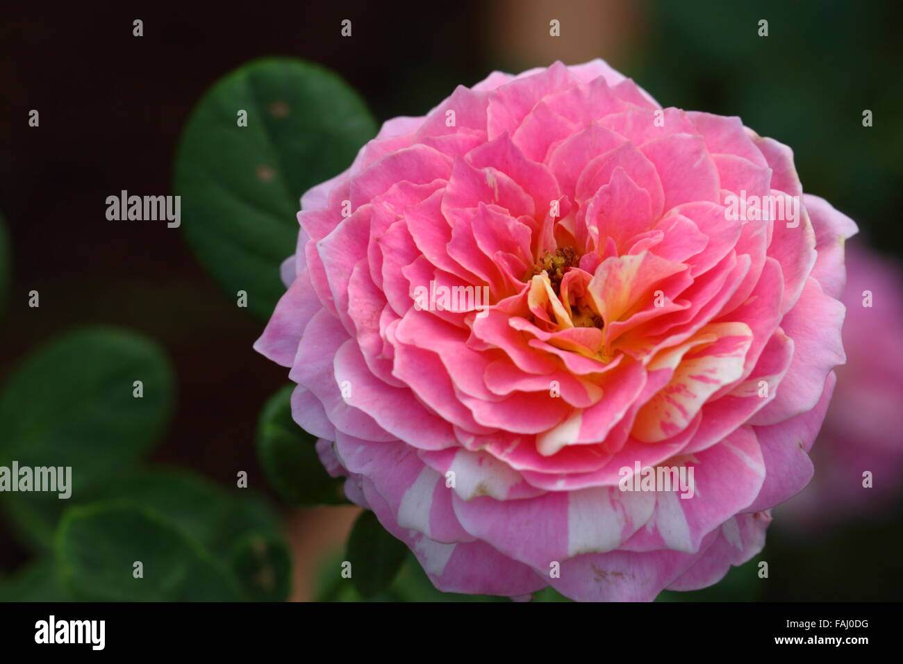 Beautiful Rose flower in the garden Stock Photo - Alamy