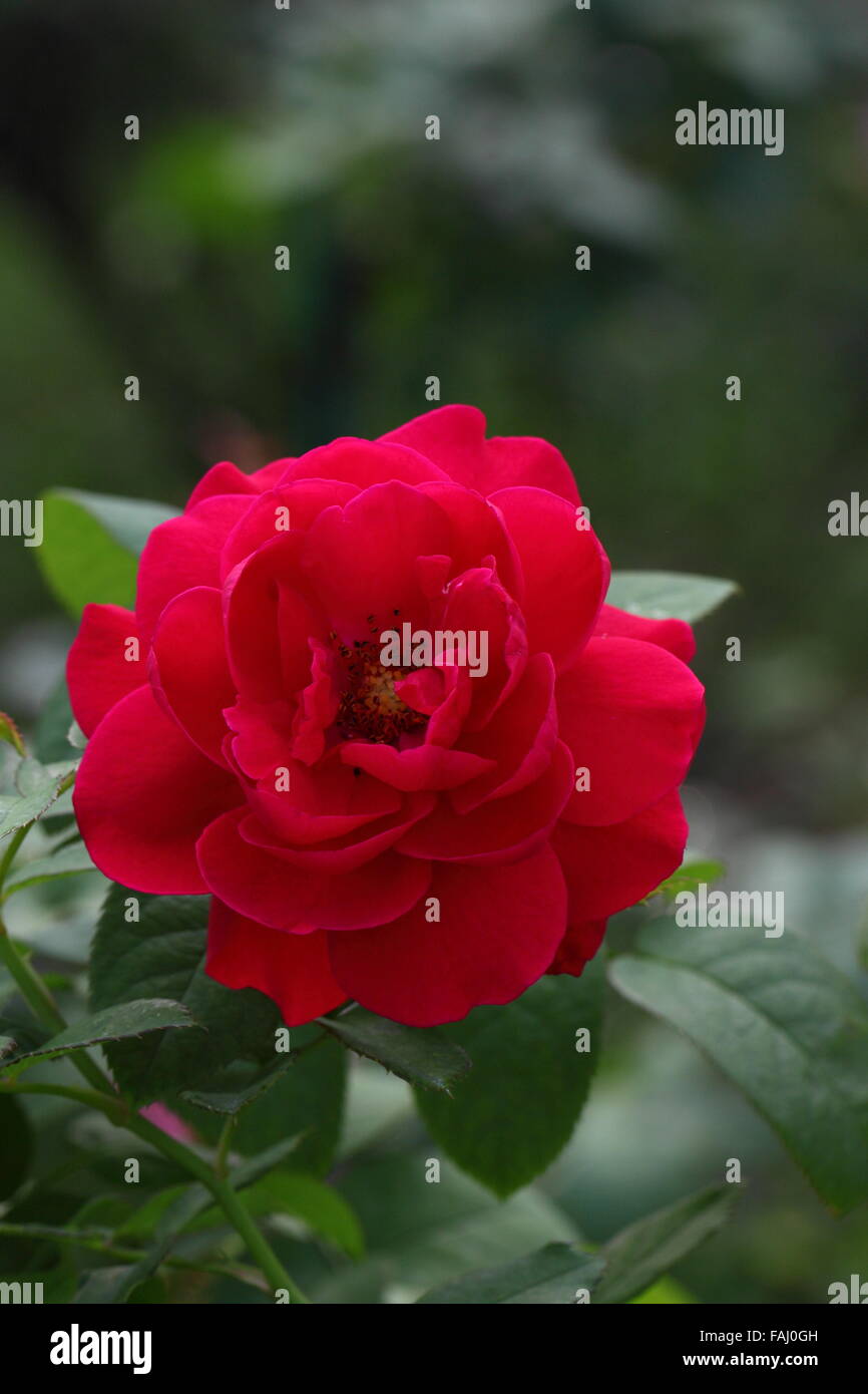 Beautiful Rose flower in the garden Stock Photo - Alamy