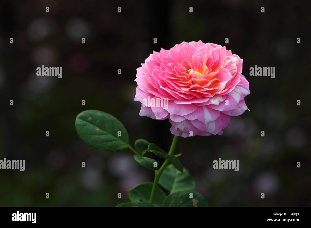 Beautiful Rose flower in the garden Stock Photo - Alamy