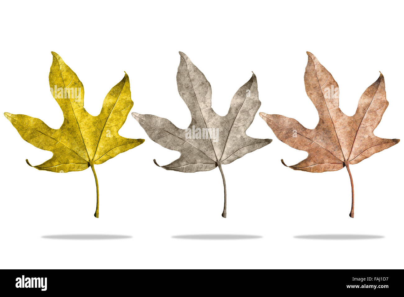 Three kind of seasonal leaves on isolated white background Stock Photo ...