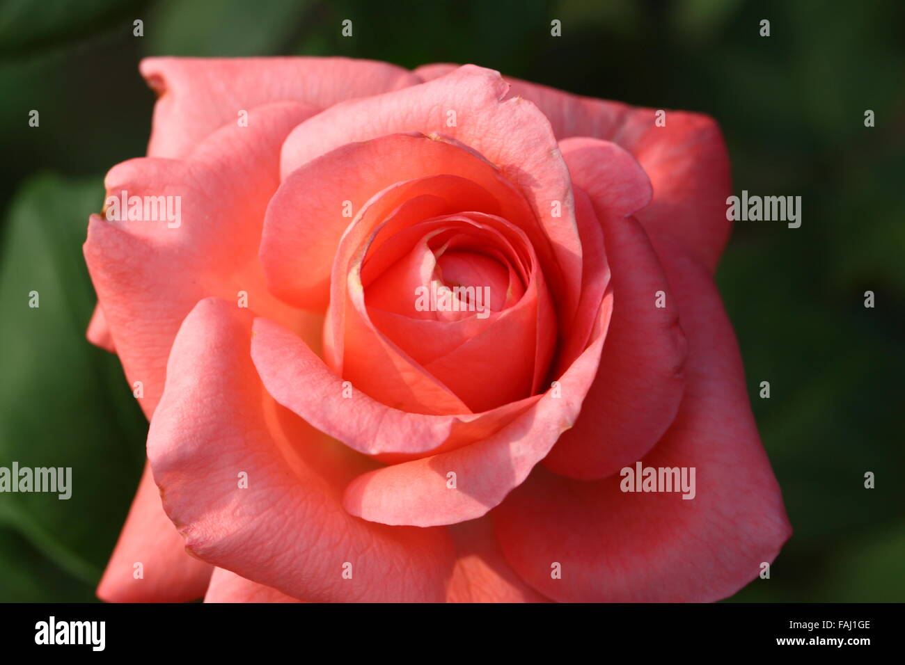 Beautiful Rose flower in the garden Stock Photo - Alamy