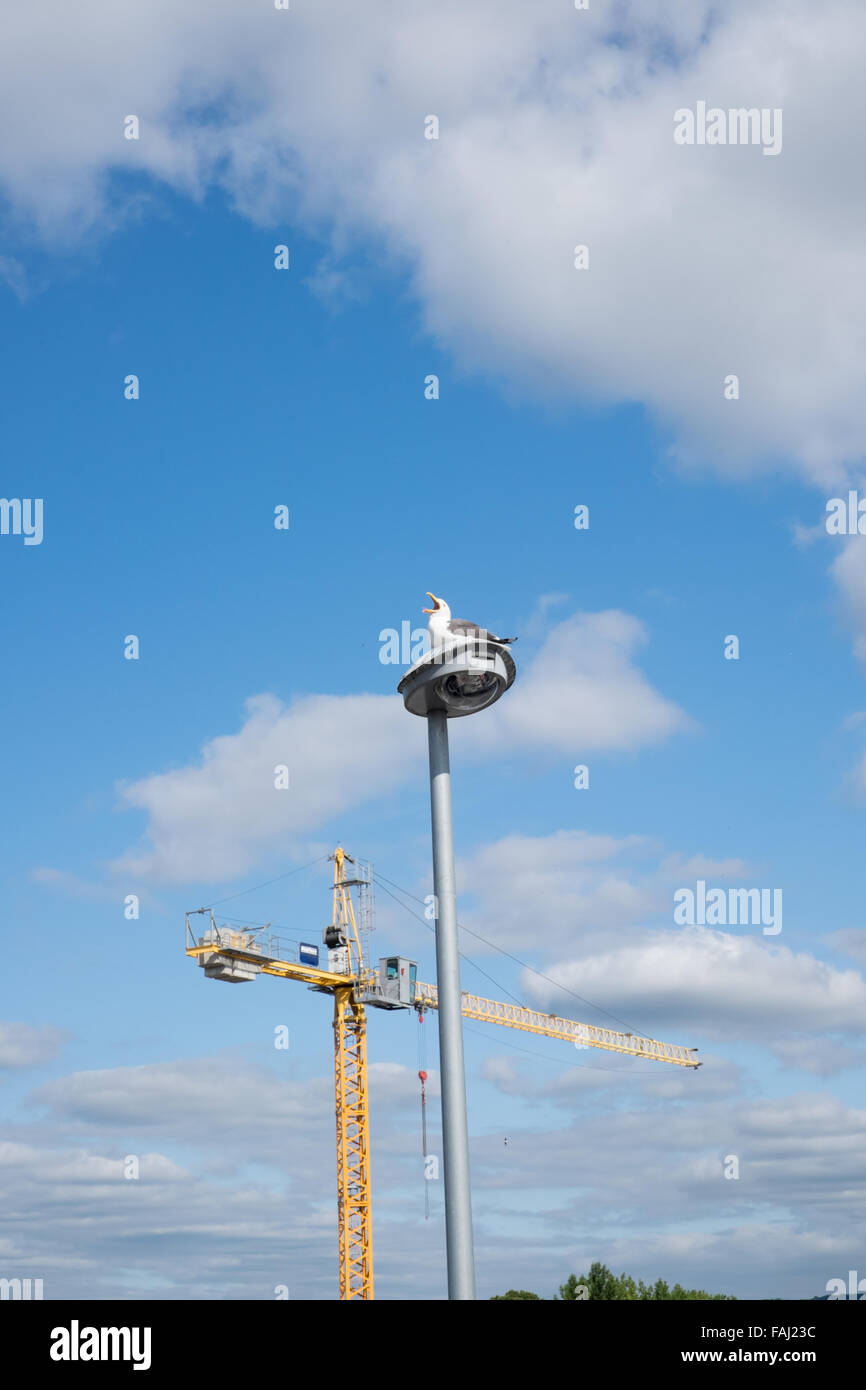 Seagull crane construction hi-res stock photography and images - Alamy