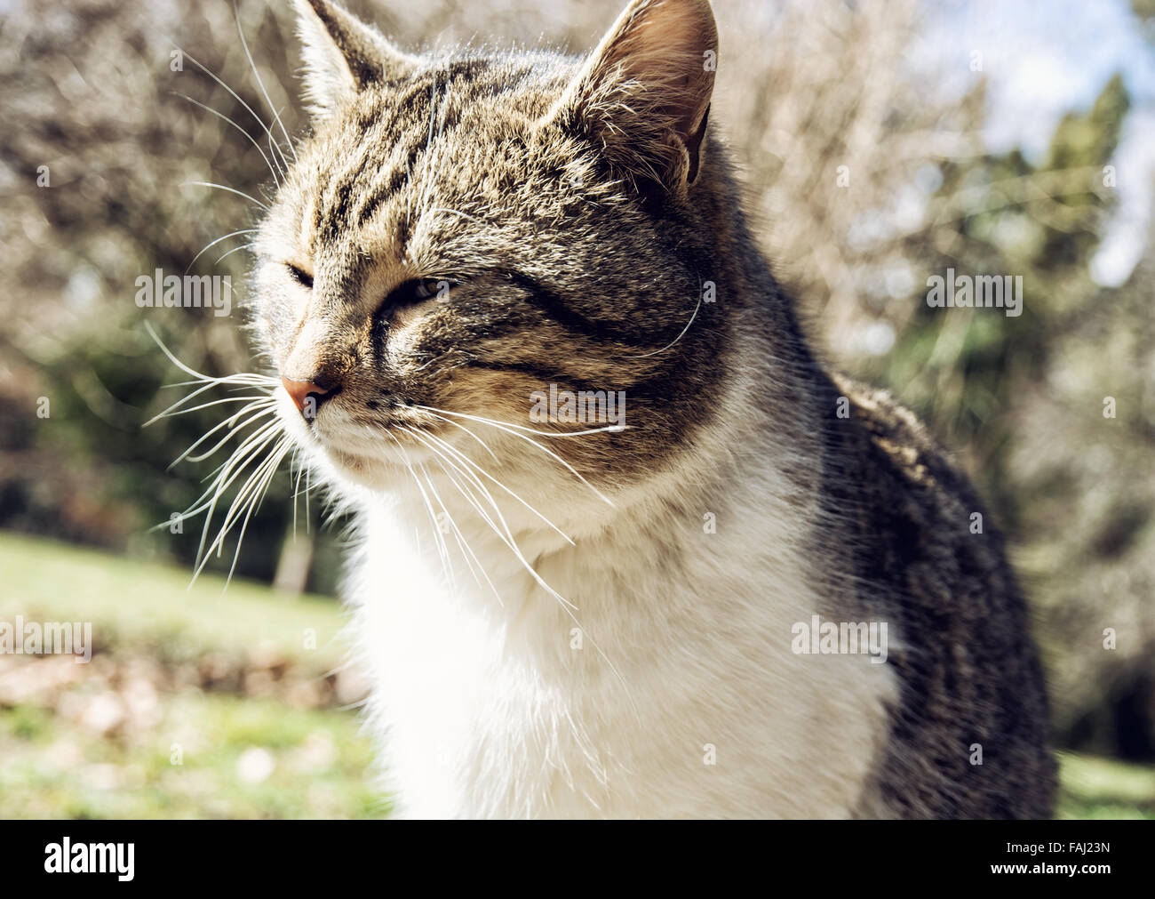 Portrait of cute domestic cat. Animal theme. Housecat Stock Photo - Alamy