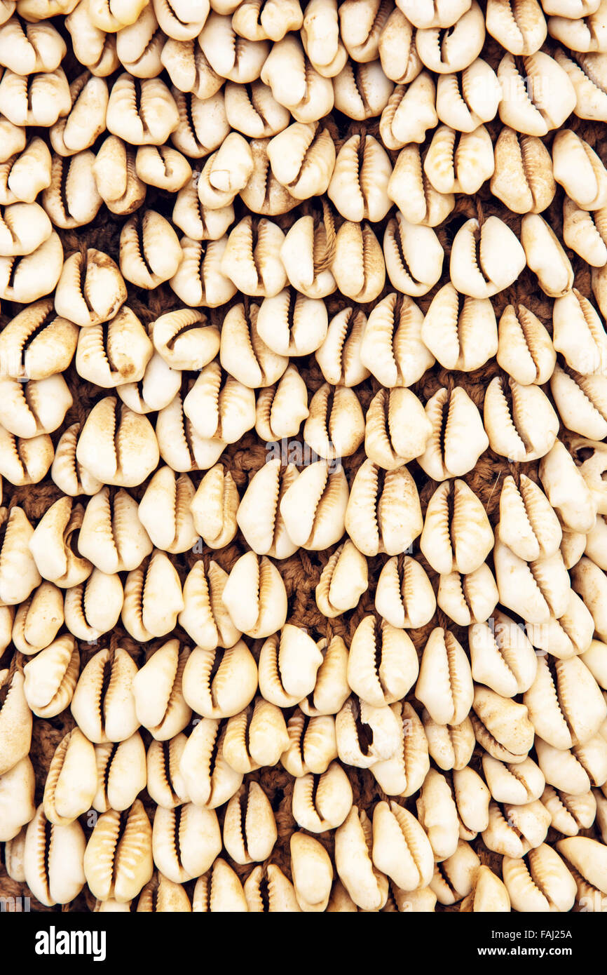 Background of the decorative shells. Natural theme. Abstract scene ...