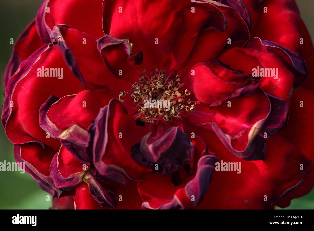 Beautiful Rose flower in the garden Stock Photo - Alamy