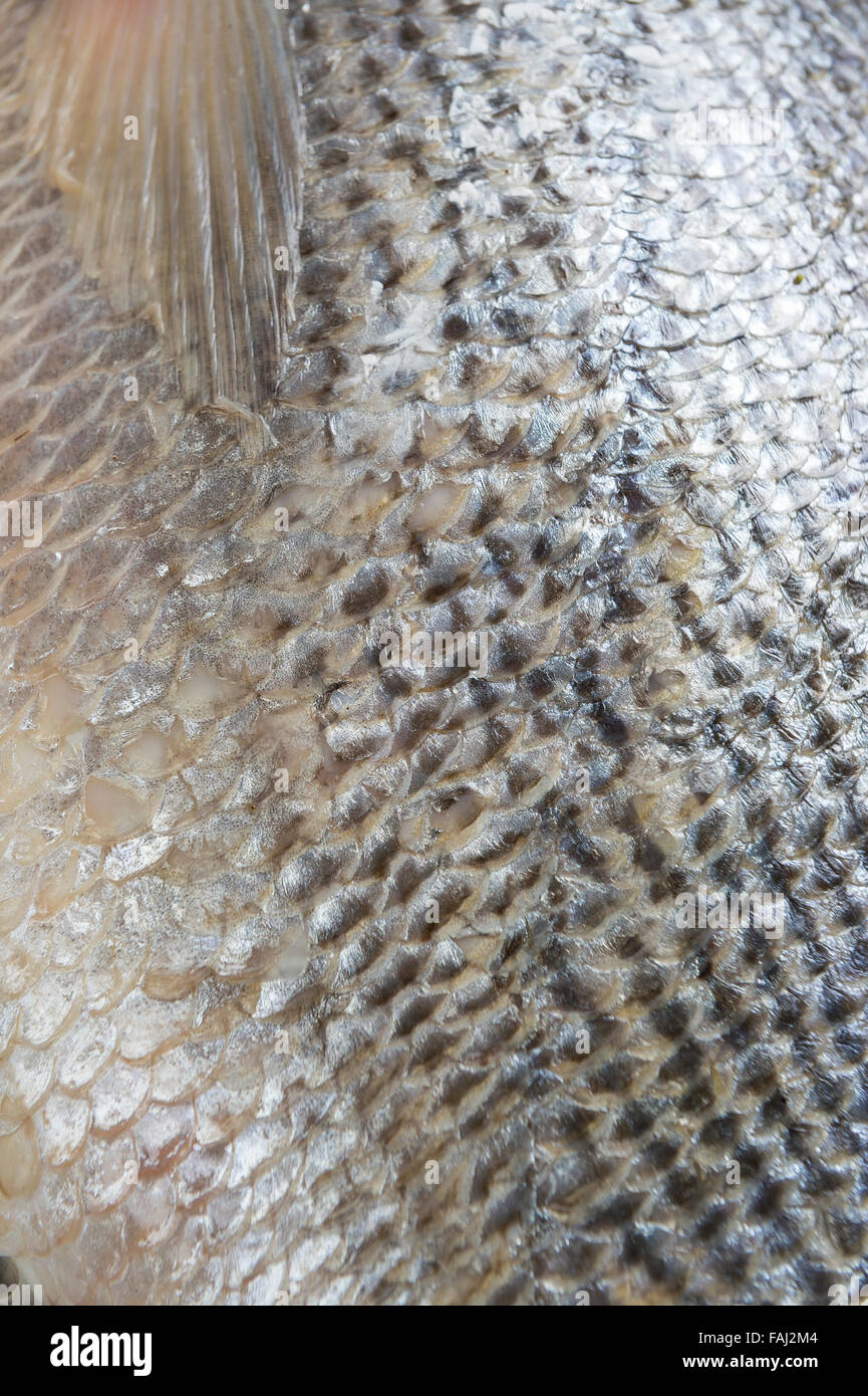 Overfishing fish scales background Stock Photo - Alamy