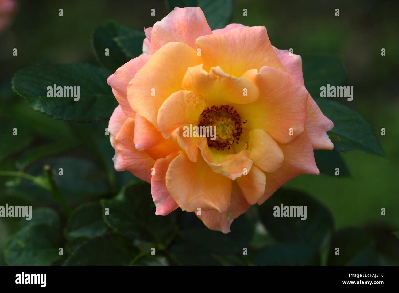 Beautiful Rose flower in the garden Stock Photo - Alamy
