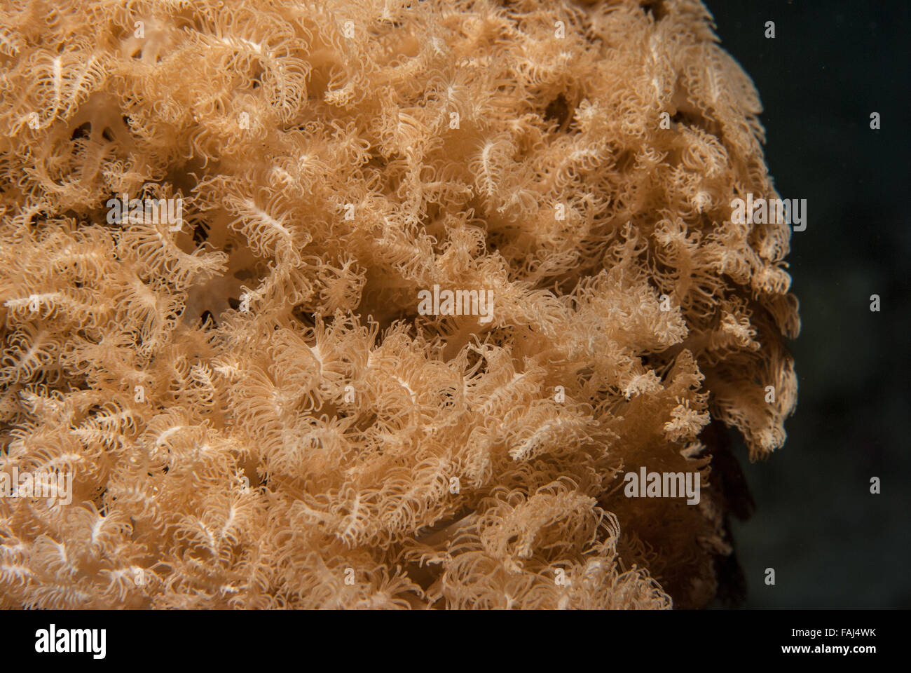 Antelia hi-res stock photography and images - Alamy