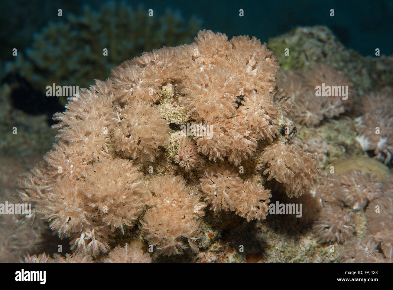 Anthelia sp xeniidae hi-res stock photography and images - Alamy