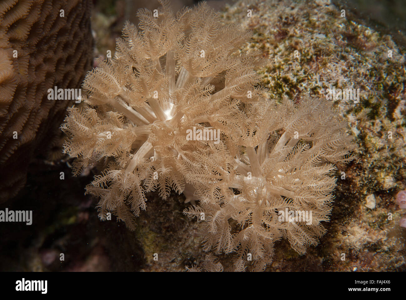 Anthelia sp hi-res stock photography and images - Alamy