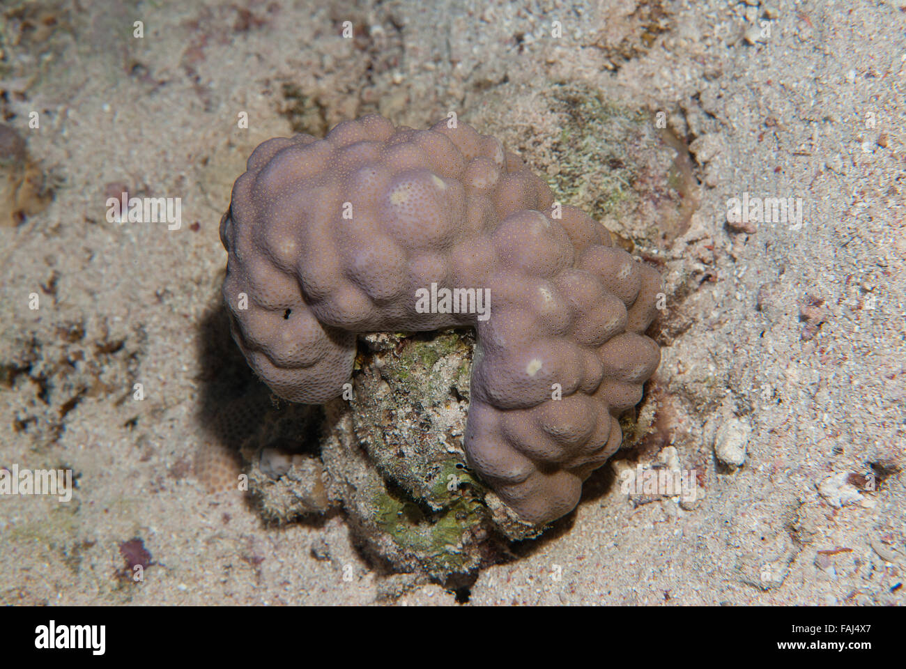 Boulder Coral, Porites sp., Poritidae, Sharm el Sheikh, Red Sea, Egypt ...