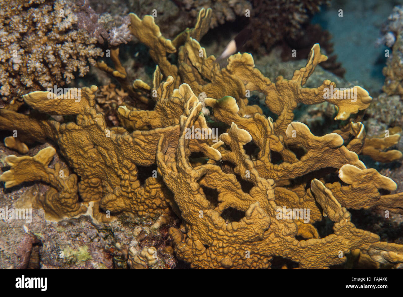 Fire coral, Millepora platyphylla, Milleporidae, Sharm el Sheikh, Red ...
