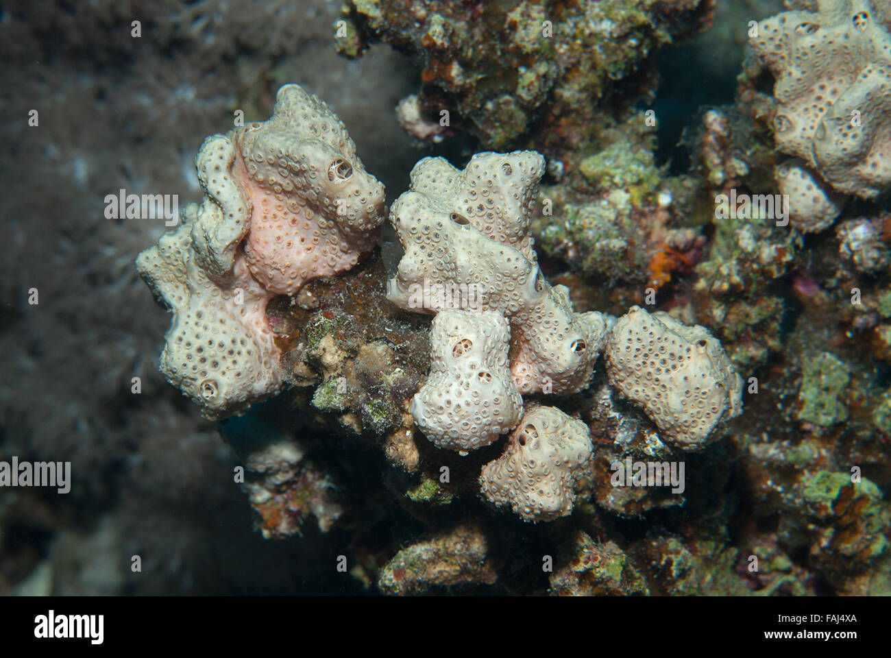 Wart sponge, Crella cyathophora, Crellidae, Sharm el Sheikh, Red Sea ...