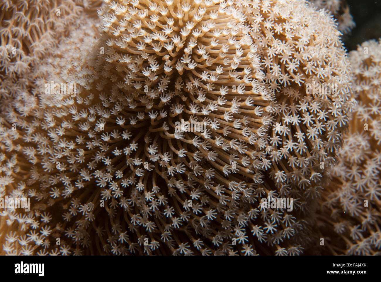 Sarcophyton leather coral hi-res stock photography and images - Alamy
