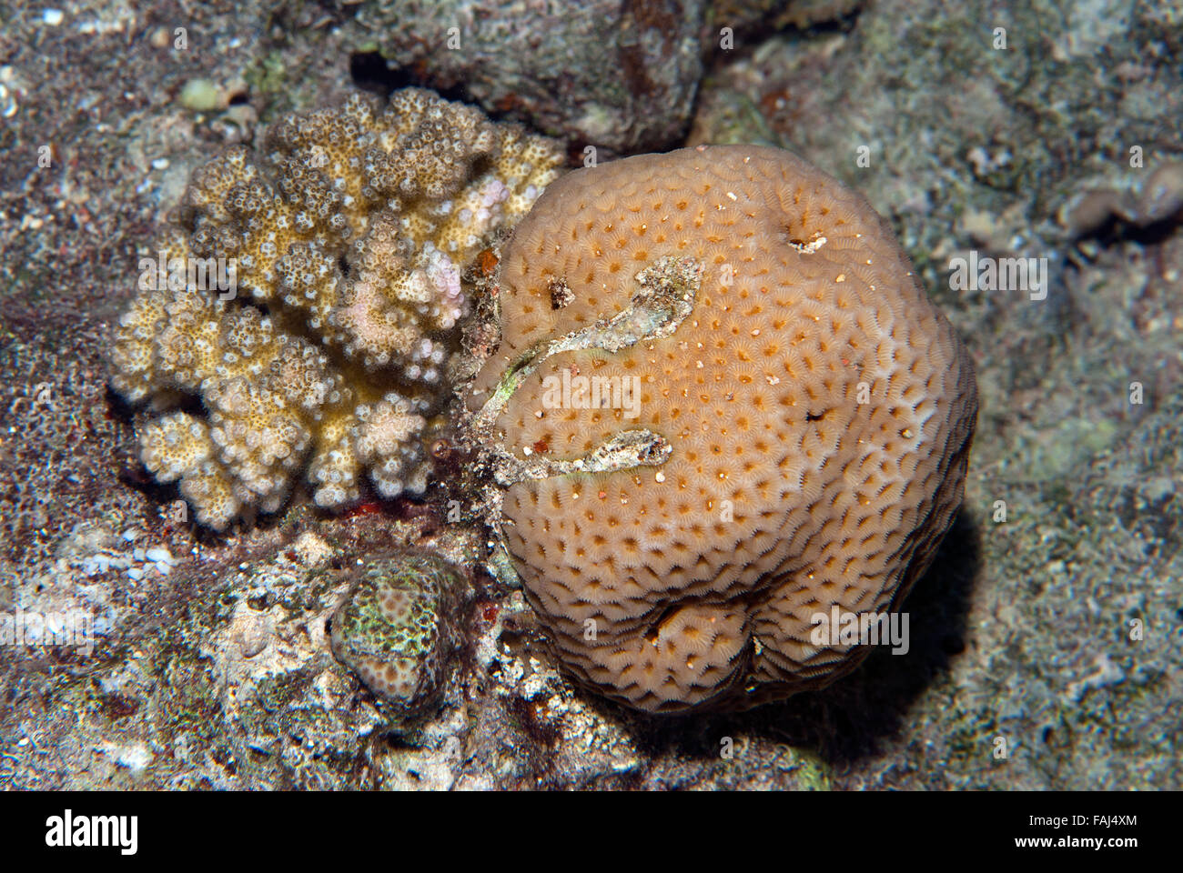 Favites abdita hi-res stock photography and images - Alamy