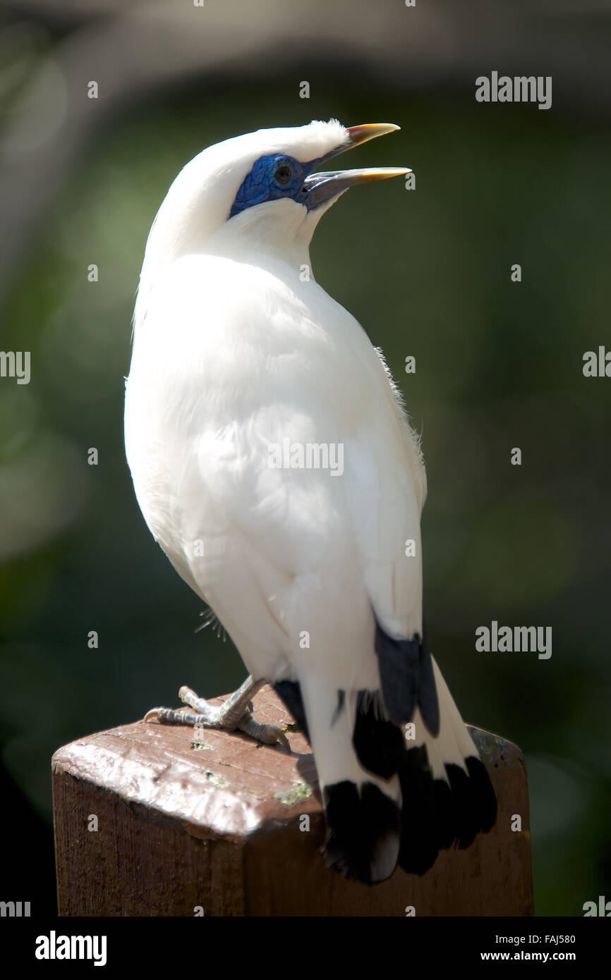 Bali myna bird hi-res stock photography and images - Alamy