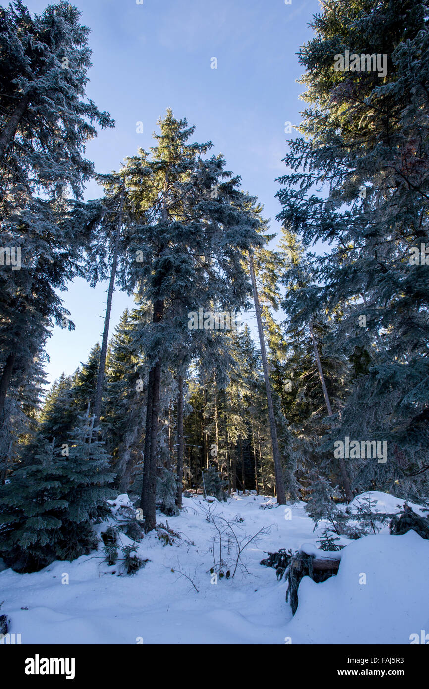 Winter snowfal hi-res stock photography and images - Alamy
