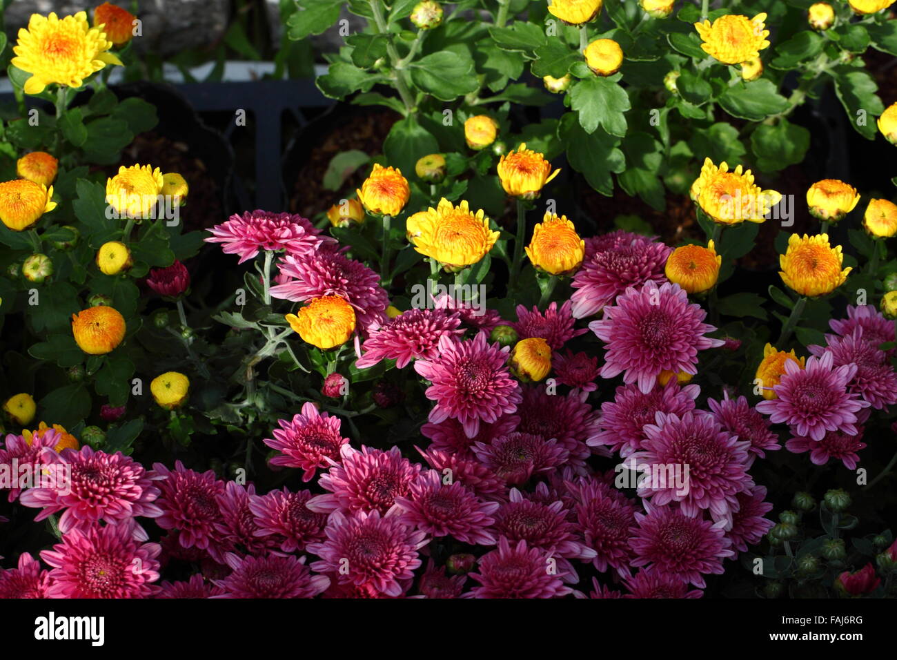 Full blooming Chrysanthemum flowers in the garden Stock Photo - Alamy