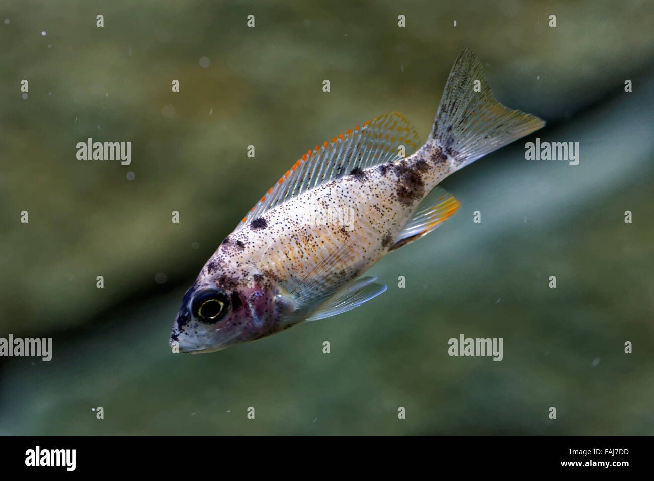 Cichlids are fish from the family Cichlidae in the order Perciformes ...