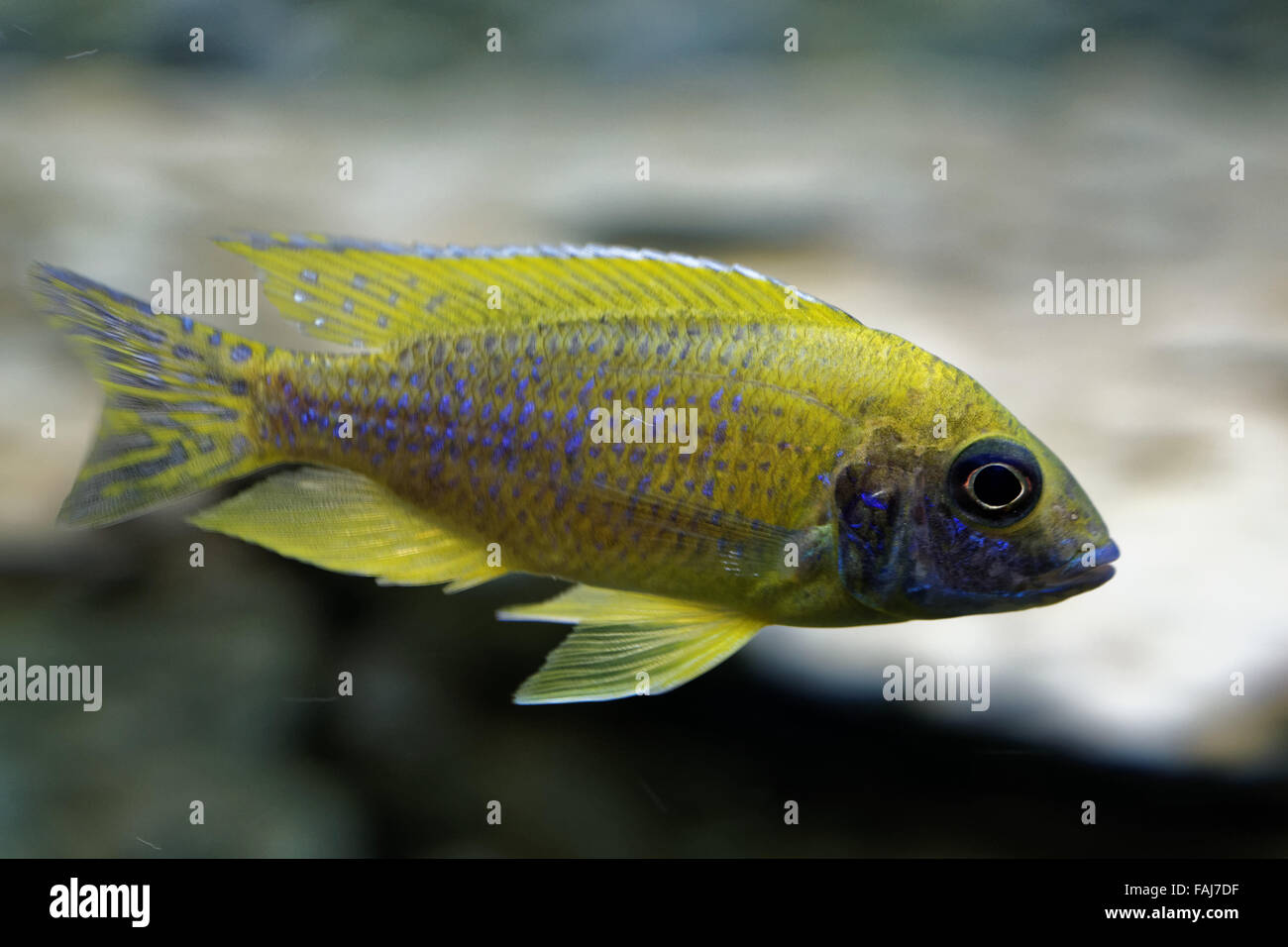 Order perciformes hi-res stock photography and images - Alamy