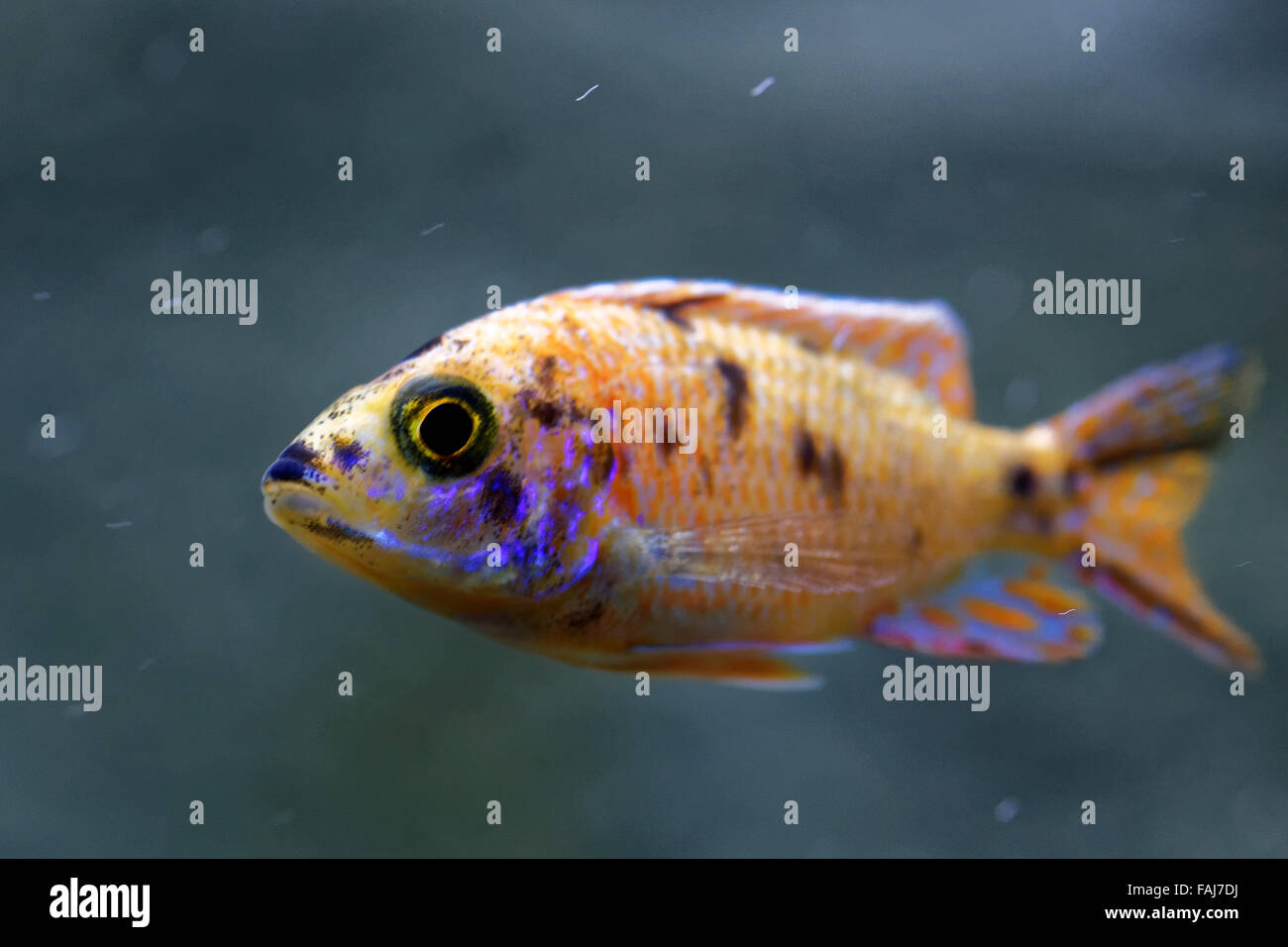 Perciformes family hi-res stock photography and images - Alamy
