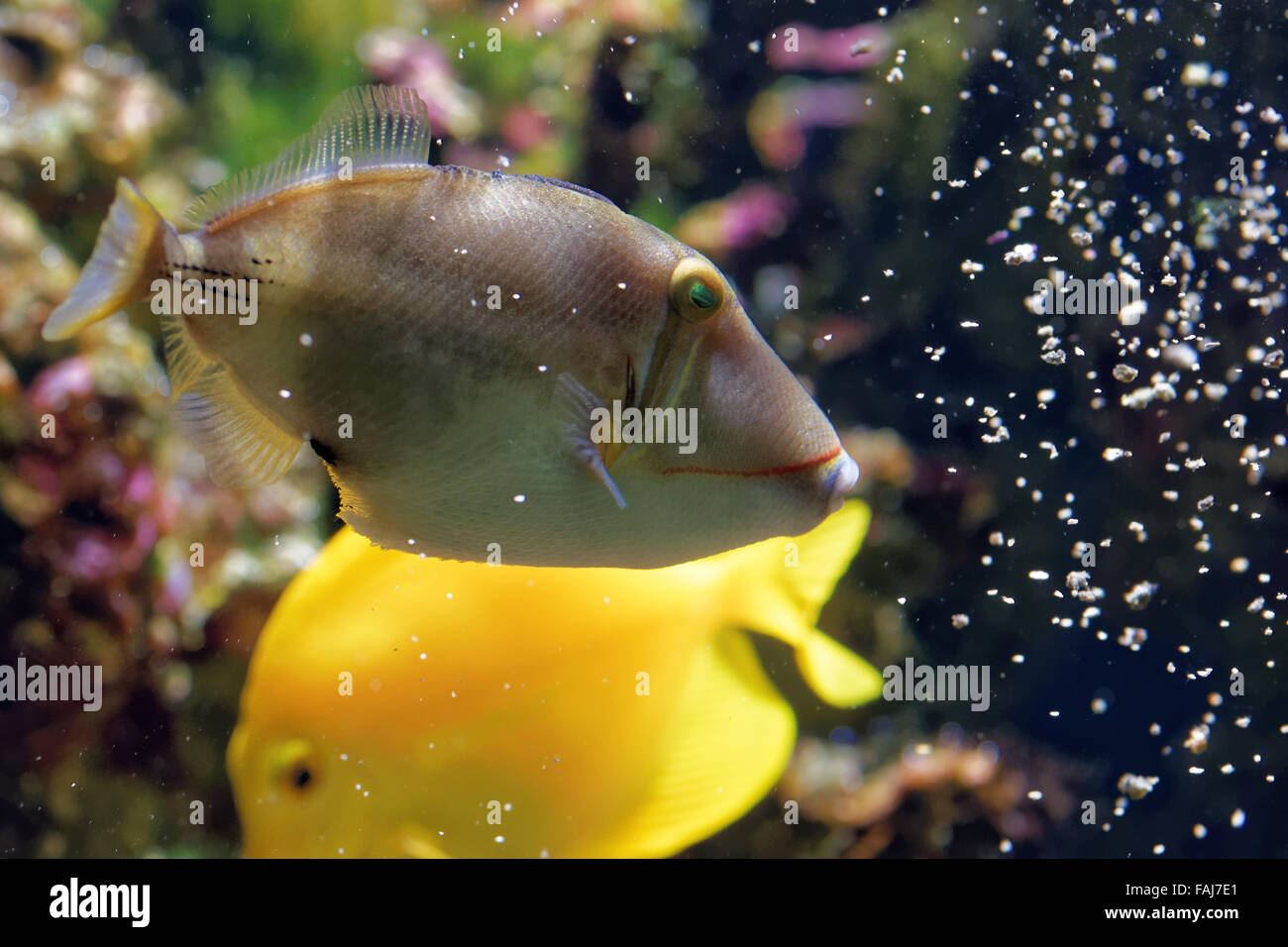 Blackbelly triggerfish rhinecanthus verrucosus hi-res stock photography ...