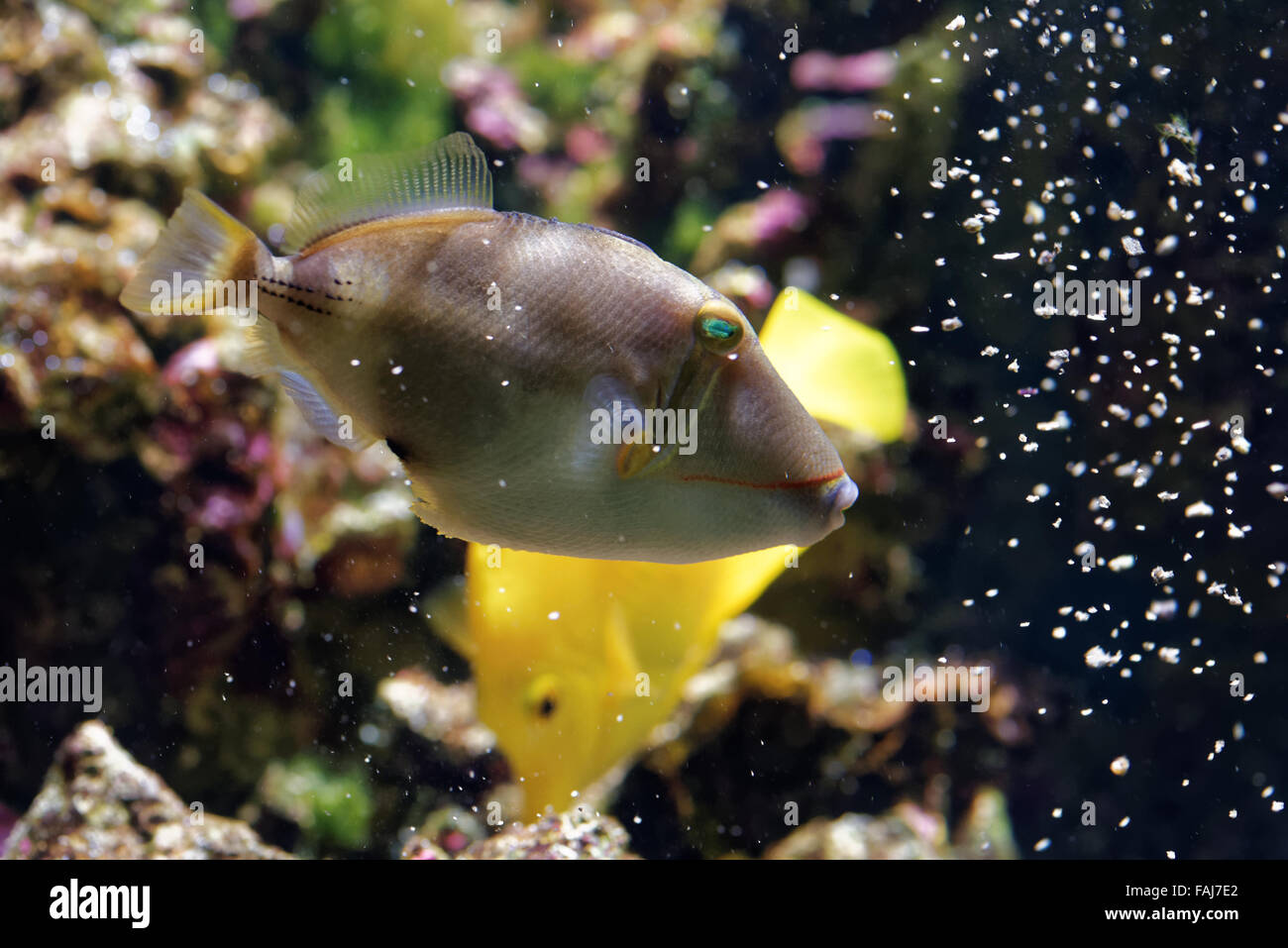 Blackbelly triggerfish rhinecanthus verrucosus hi-res stock photography ...