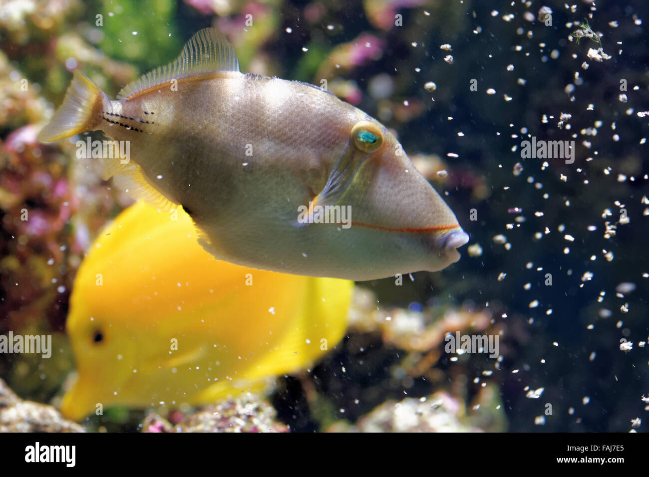 Rhinecanthus Verrucosus High Resolution Stock Photography and Images ...