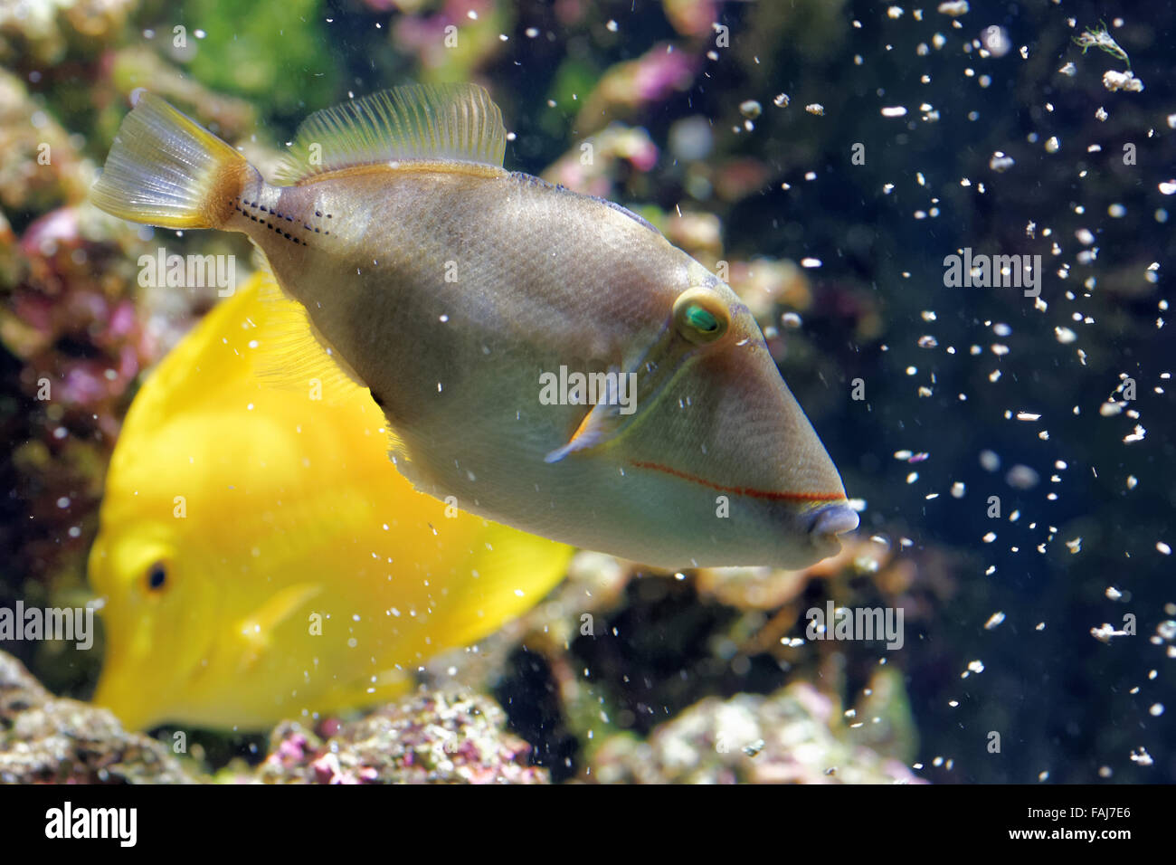 Blackbelly triggerfish (Rhinecanthus verrucosus) is a ray-finned fish ...